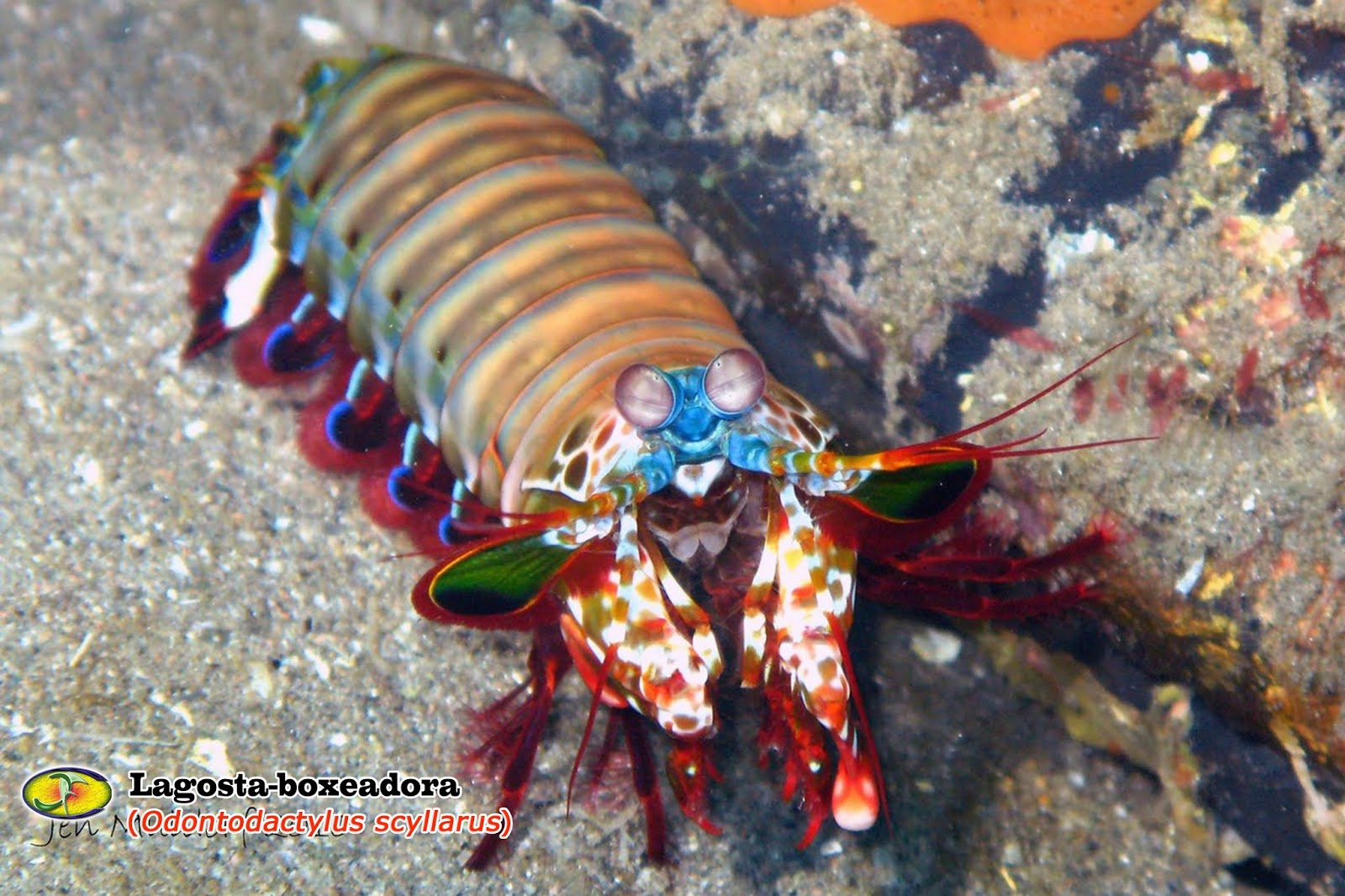 Zoologia: Lagosta-boxeadora (Odontodactylus scyllarus)